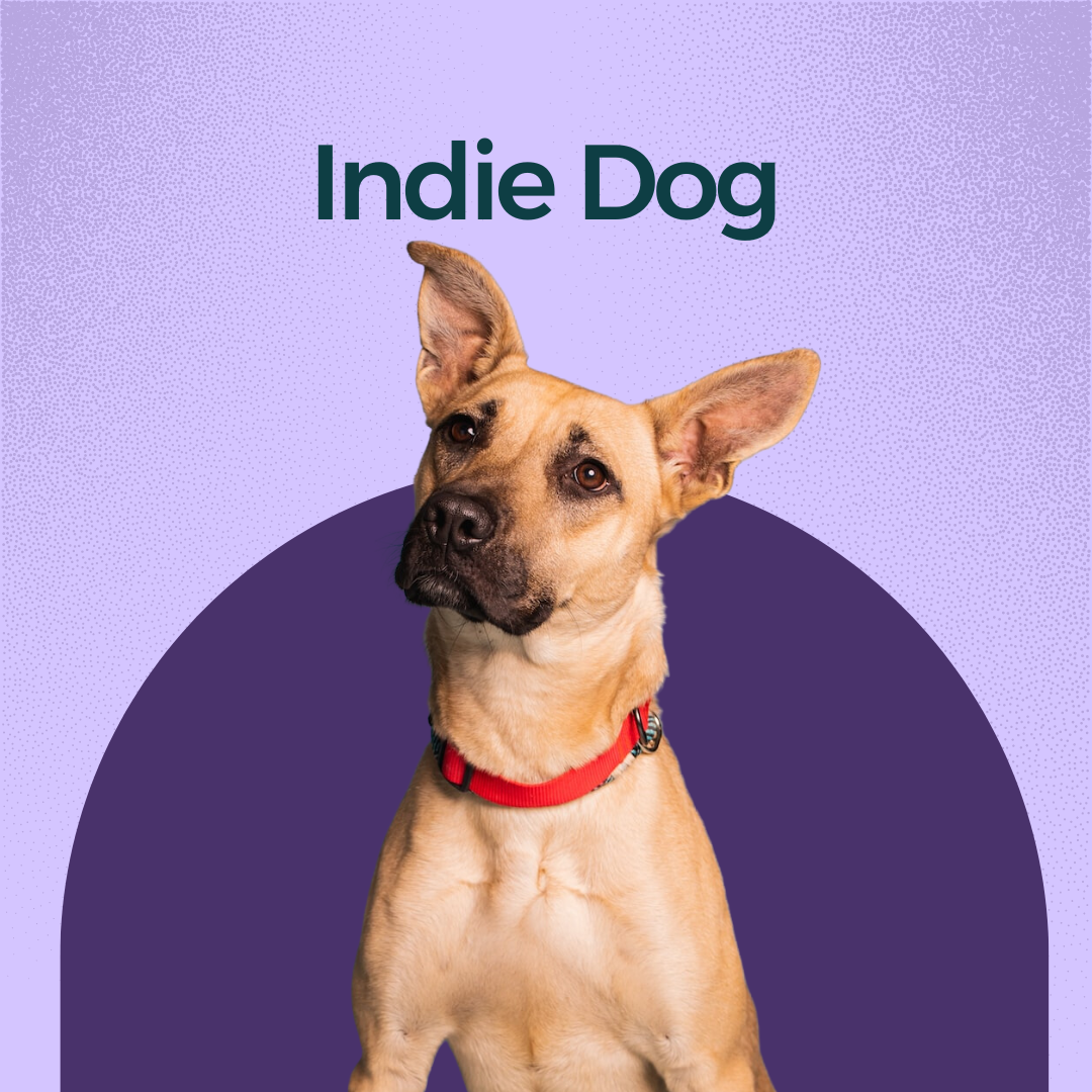 Indian pariah – Doggocracy